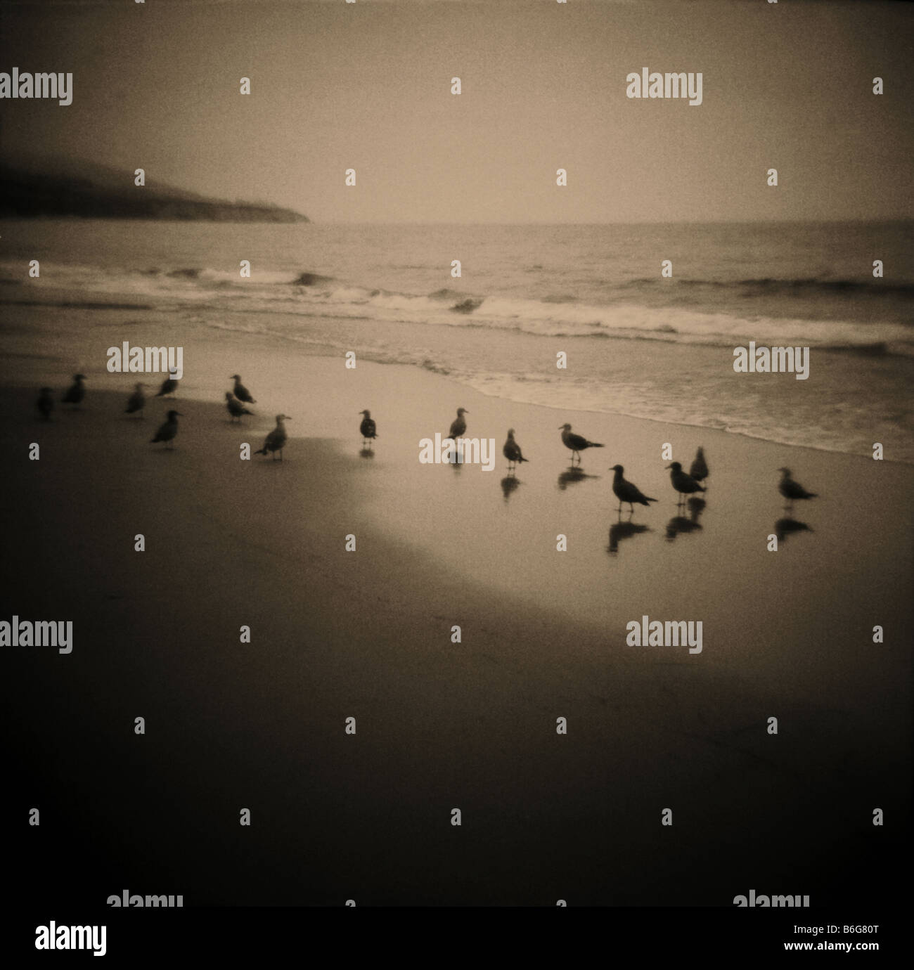 flock birds beach ocean seashore sea birds seabirds seascape oceanside ...