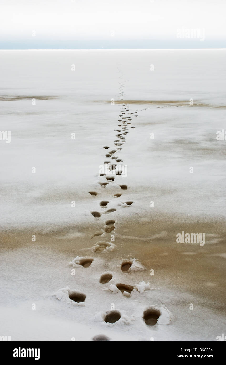 footprint on the melting snow on the lake Stock Photo - Alamy