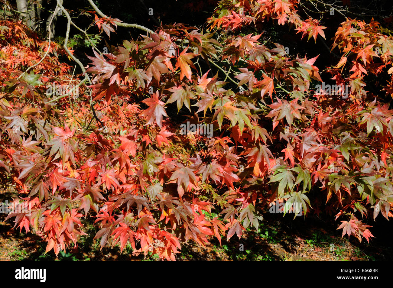 Striking autumnal colours in an acer tree Stock Photo - Alamy