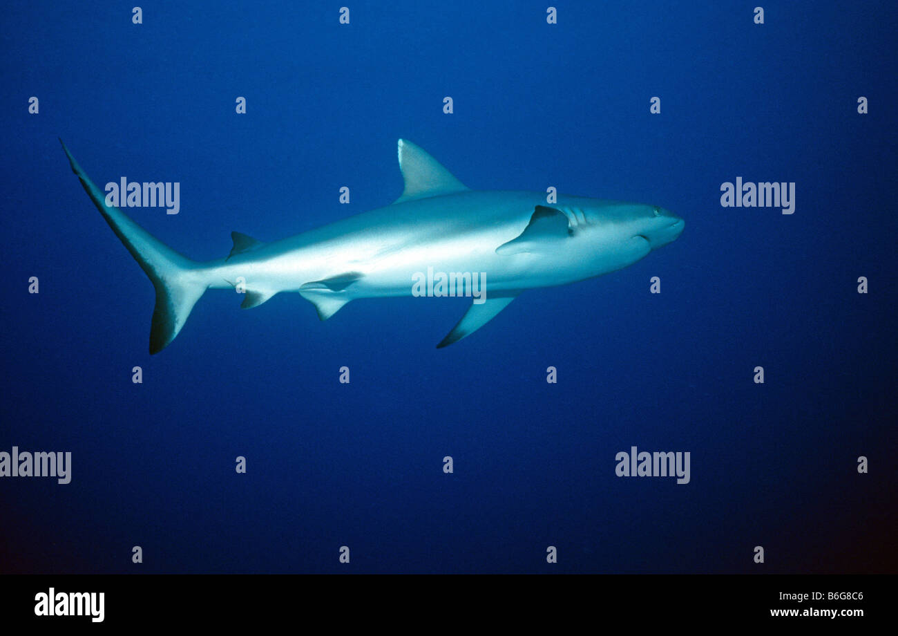 Blacktail reef shark carcharhinus wheeleri hi-res stock photography and ...