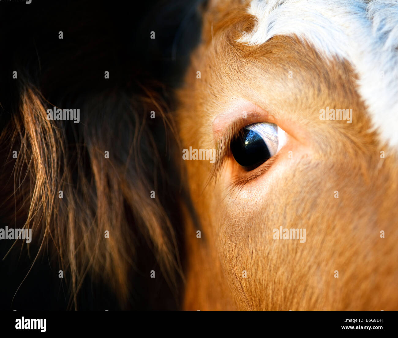 Cow up close hi-res stock photography and images - Alamy