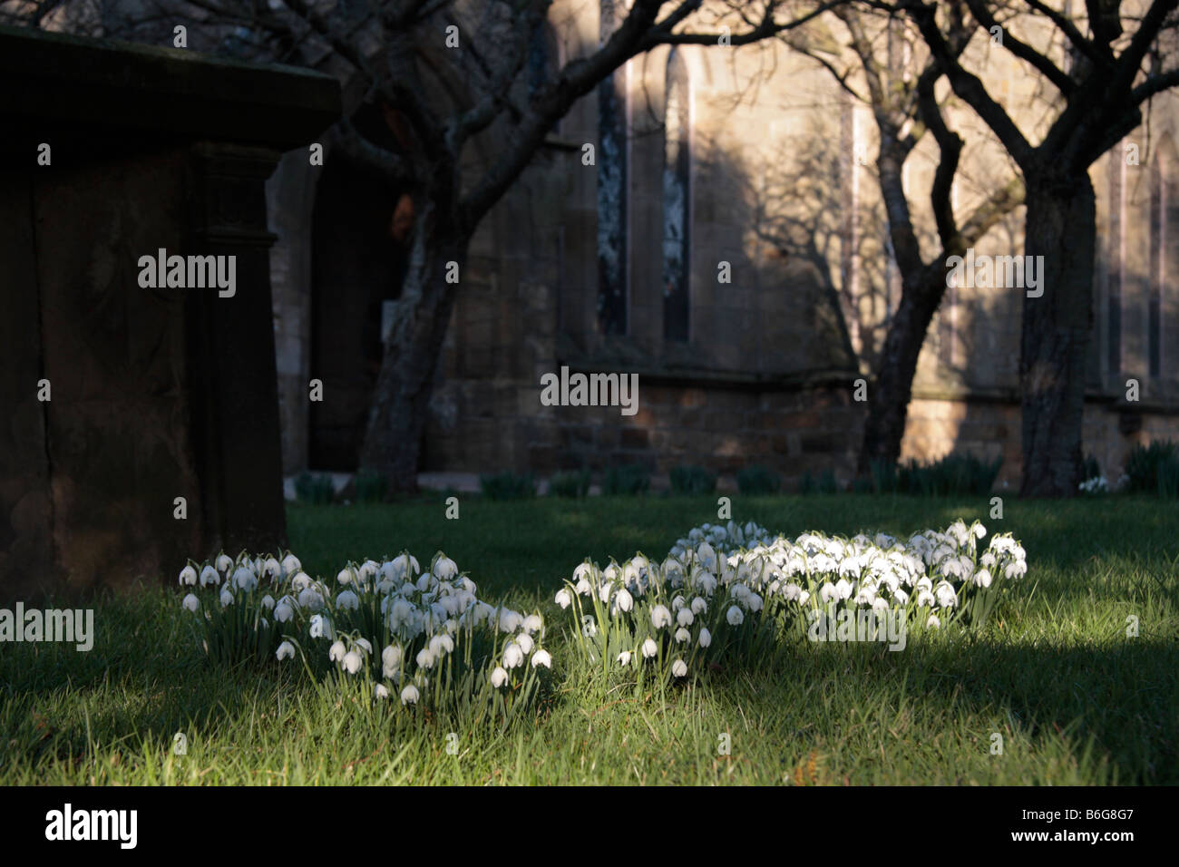 Snowdrops in church grounds at Crakehall North Yorkshire England Stock ...