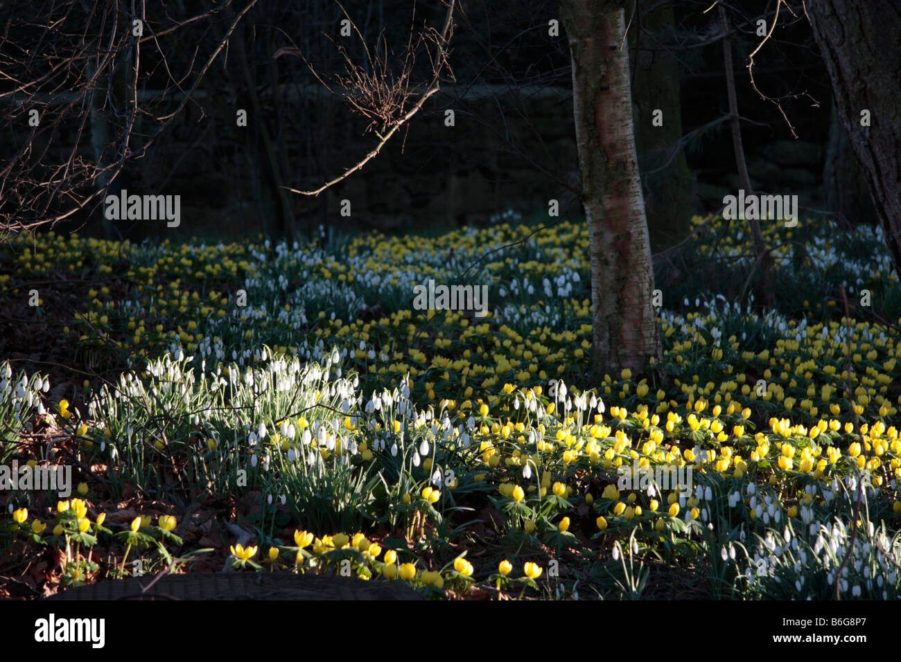 Snowdrops and Golden Aconites blossom in Burrill North Yorkshire ...