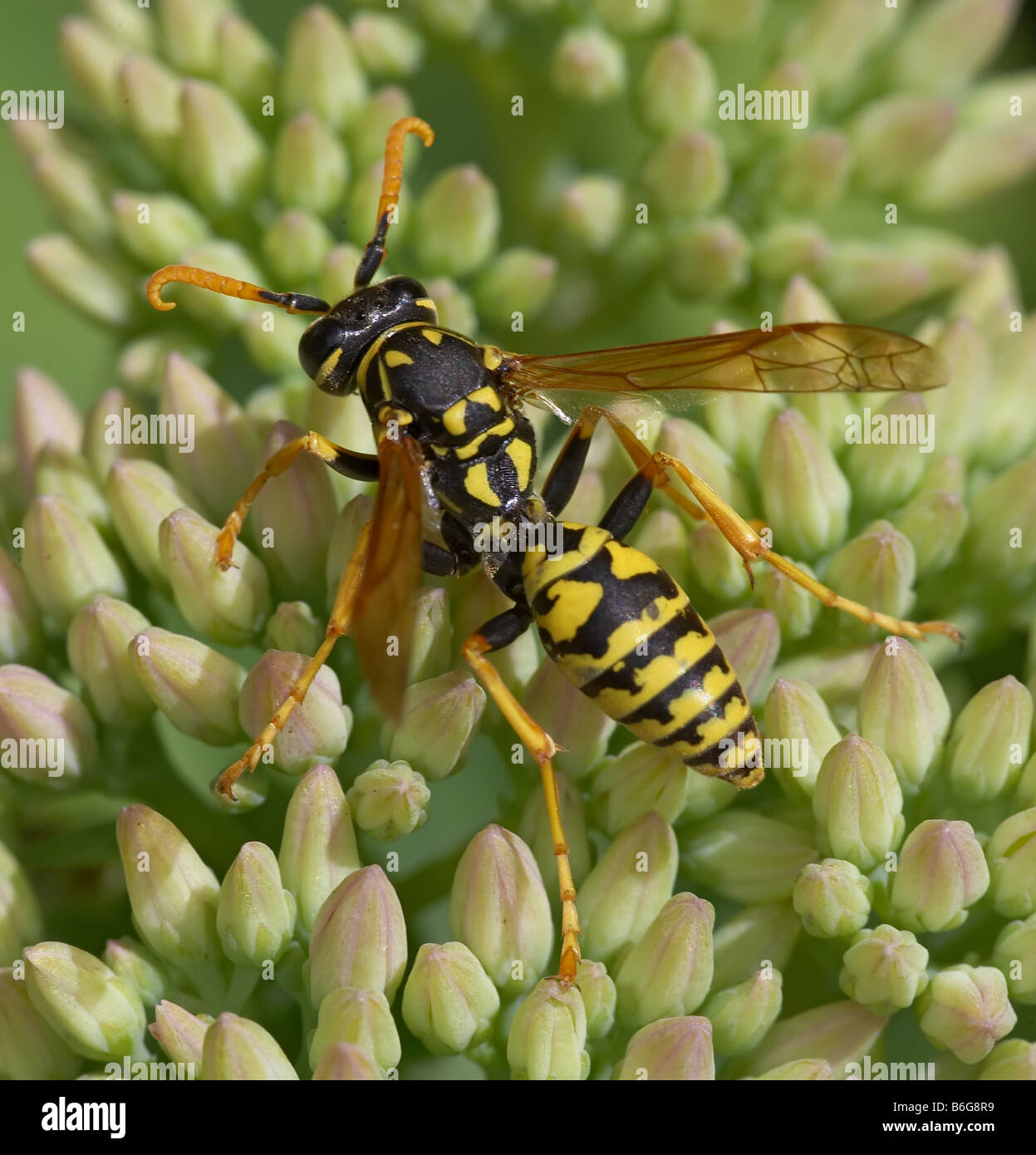 Polistinae dominulus hi-res stock photography and images - Alamy