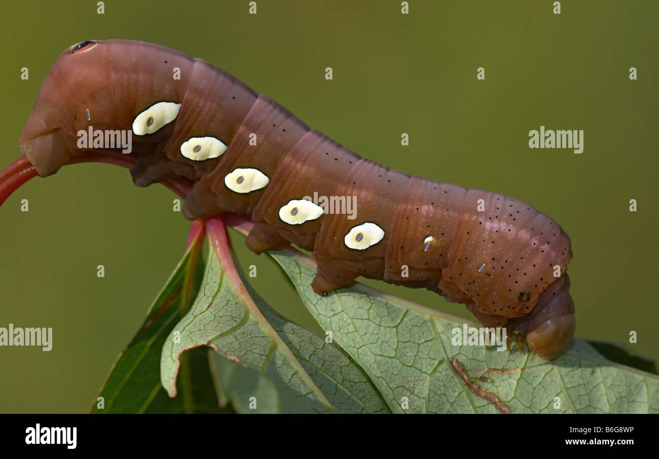 Pandorus Sphinx Moth (Eumorpha pandorus) caterpillar (larva) feeding on ...