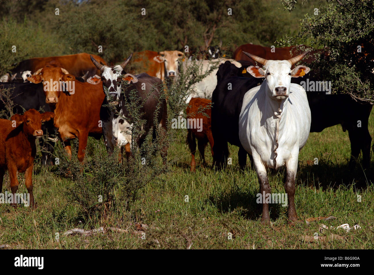 Vacas Criollas cows braford Stock Photo - Alamy