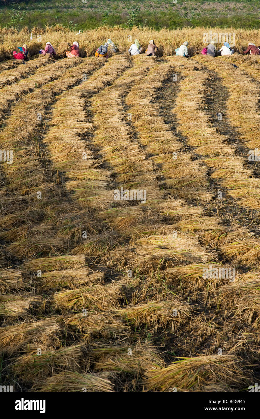 Rice cultivation india hi-res stock photography and images - Alamy