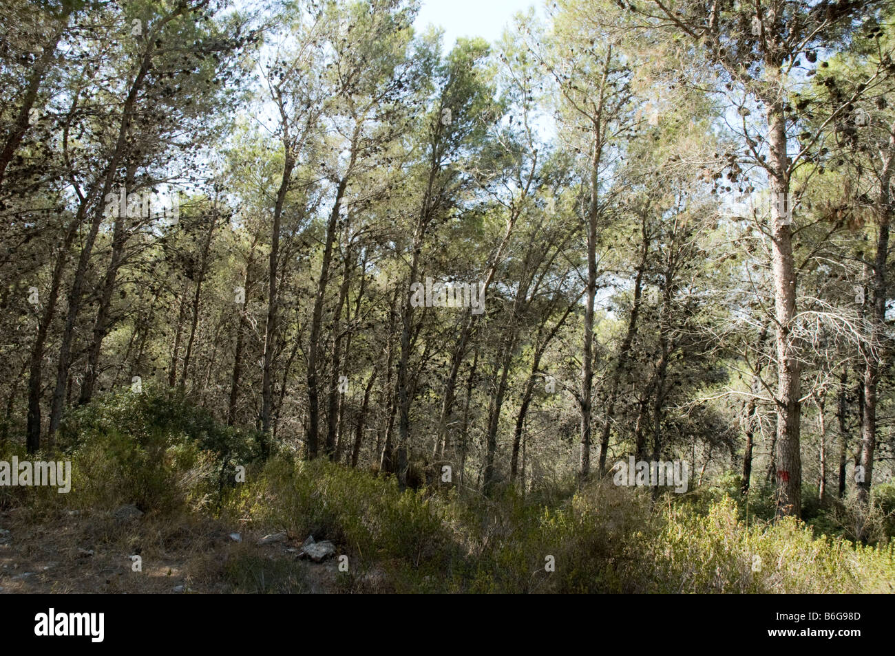 Israel Carmel Pine tree forest Stock Photo - Alamy