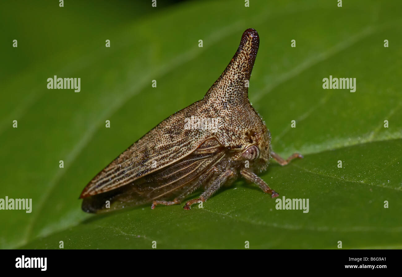 Locust Treehopper (Thelia bimaculata) on a leaf Stock Photo - Alamy