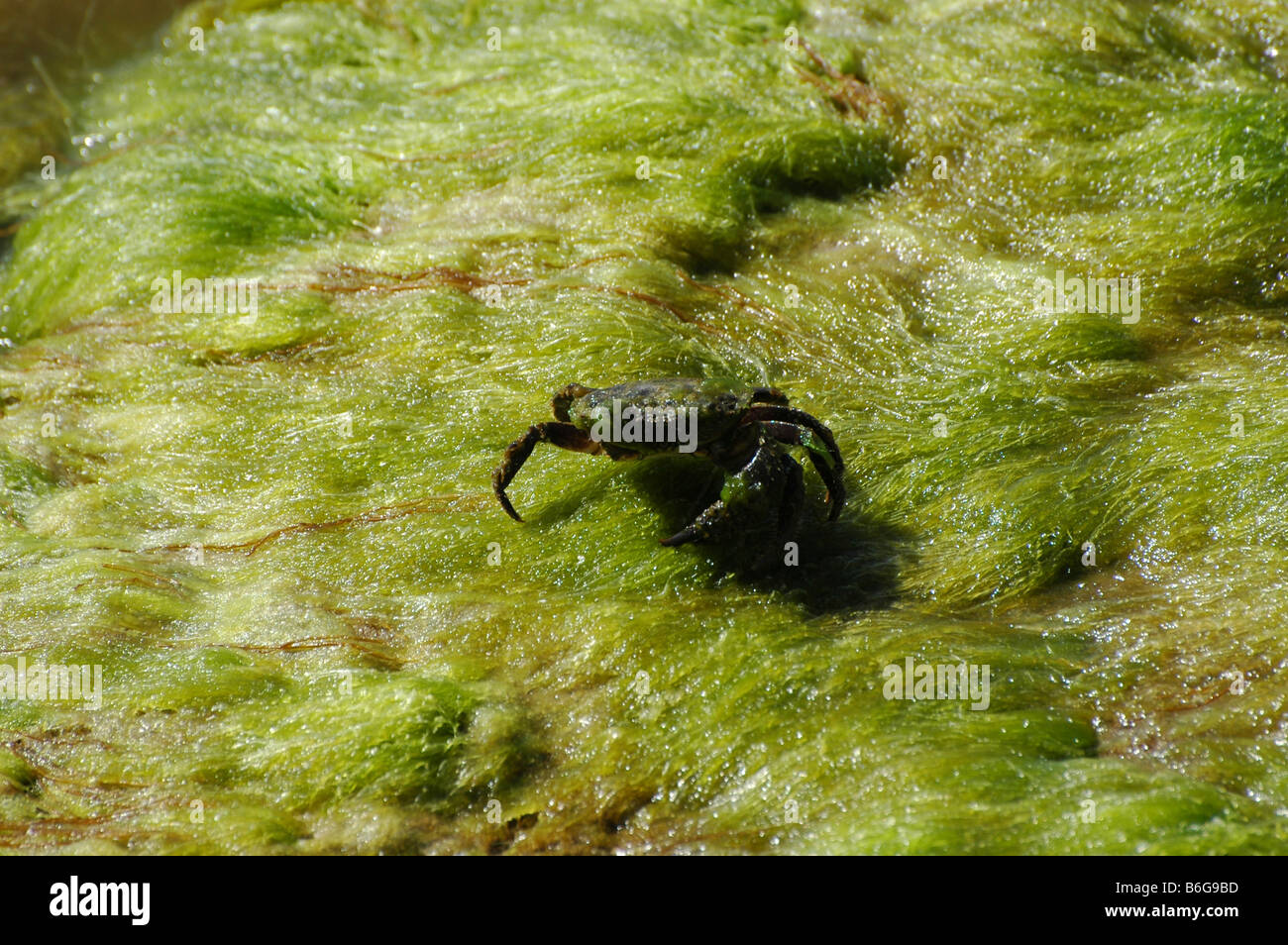 Crab entangled in seaweed Stock Photo - Alamy