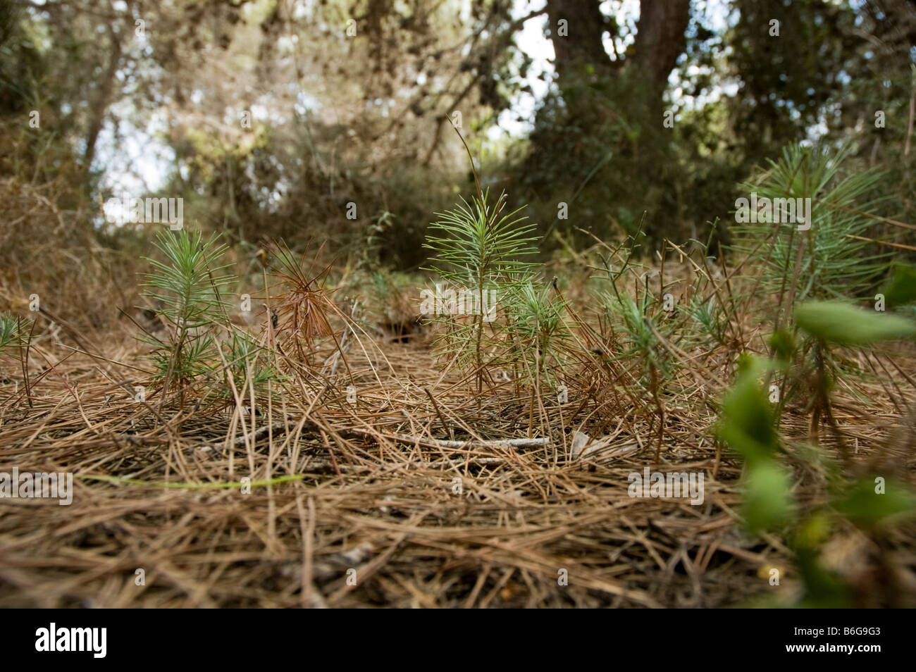 New pine shoots hi-res stock photography and images - Alamy