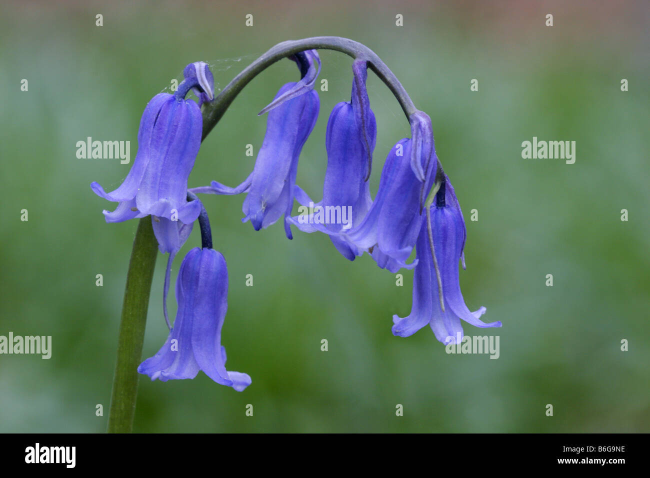 Bluebell Endymion non scriptus single flower stem Taken May Dockey Wood ...