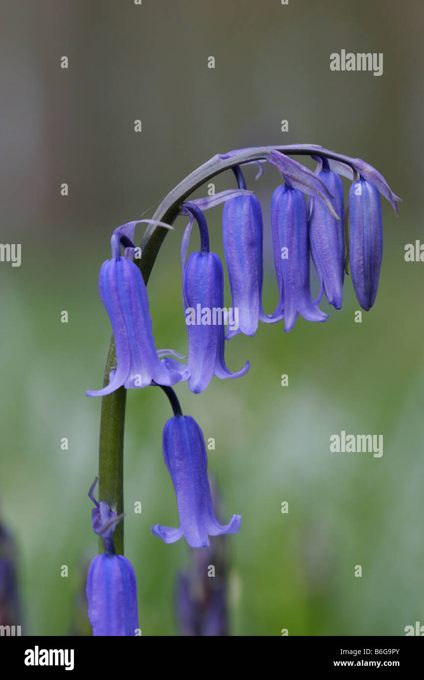Bluebell Endymion non scriptus single flower stem Taken May Ashridge ...