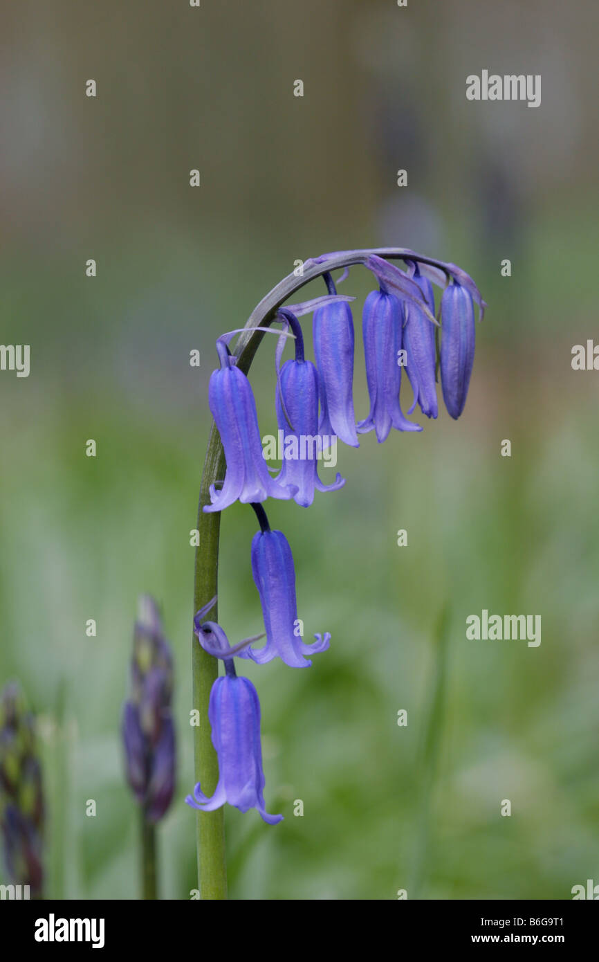 Bluebell Endymion non scriptus single flower stem Taken May Ashridge ...