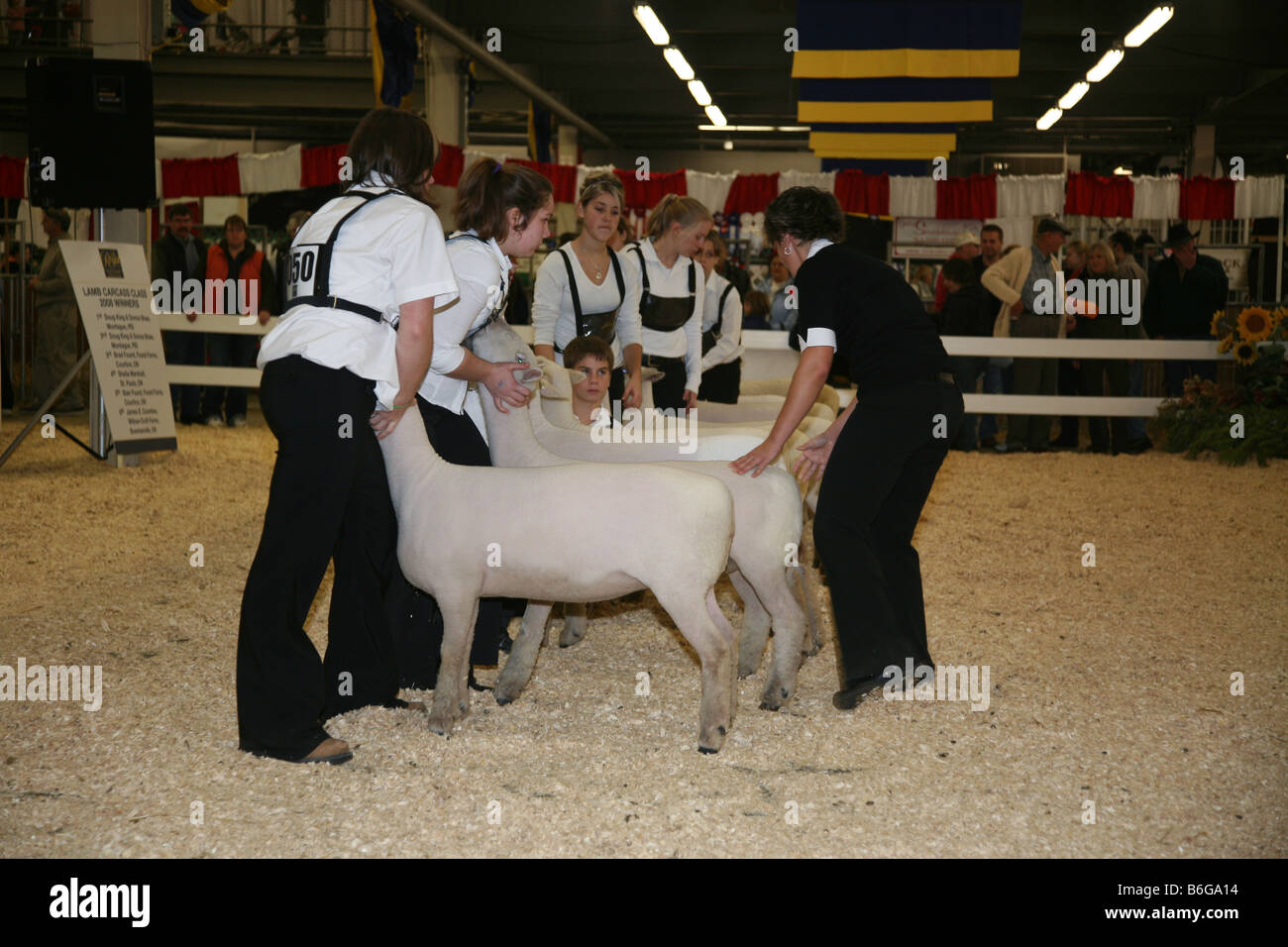 Sheep Competition and Judging at a Agricultural Winter Fair Stock Photo ...