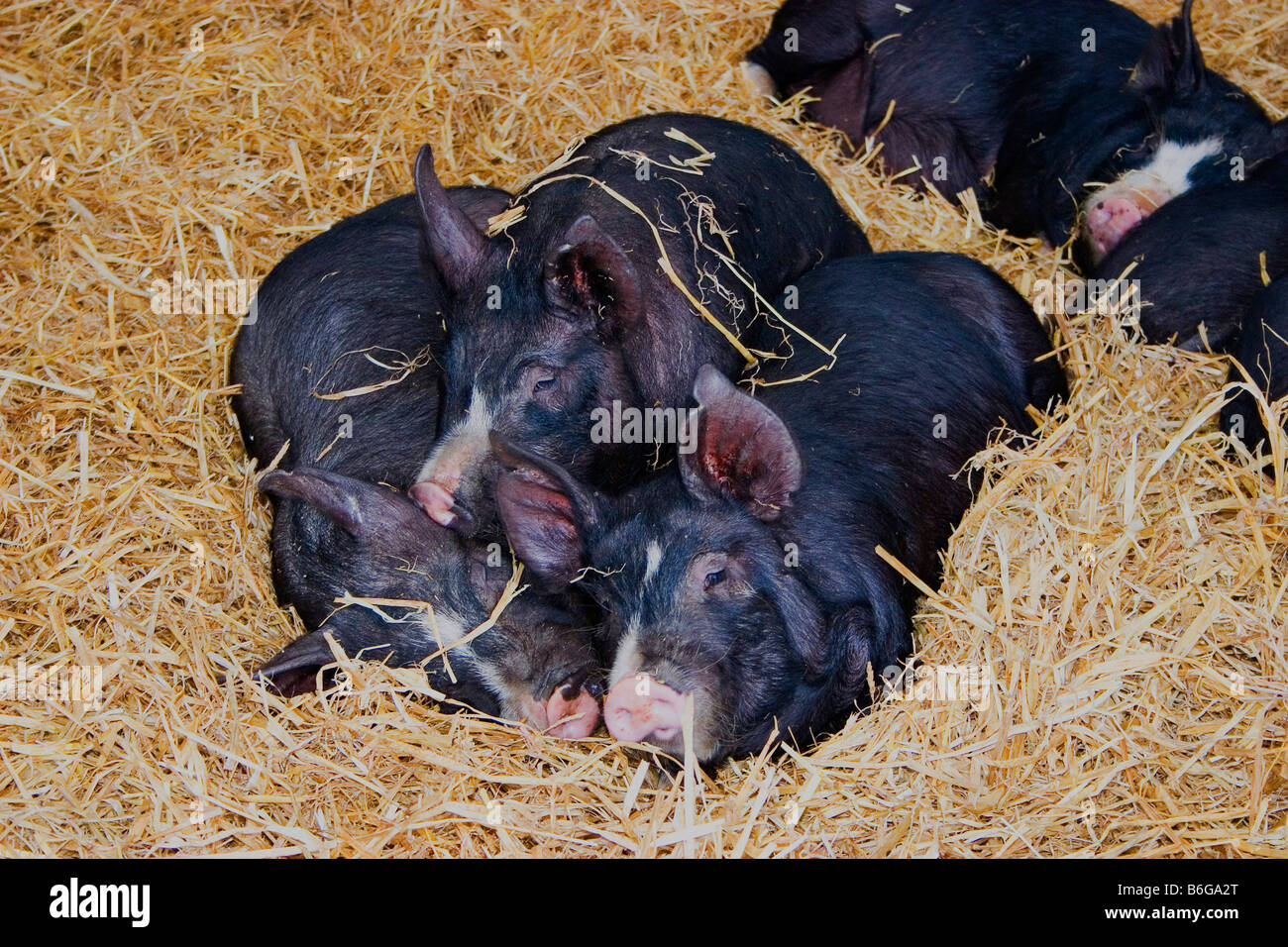 Sleeping piglets hi-res stock photography and images - Alamy
