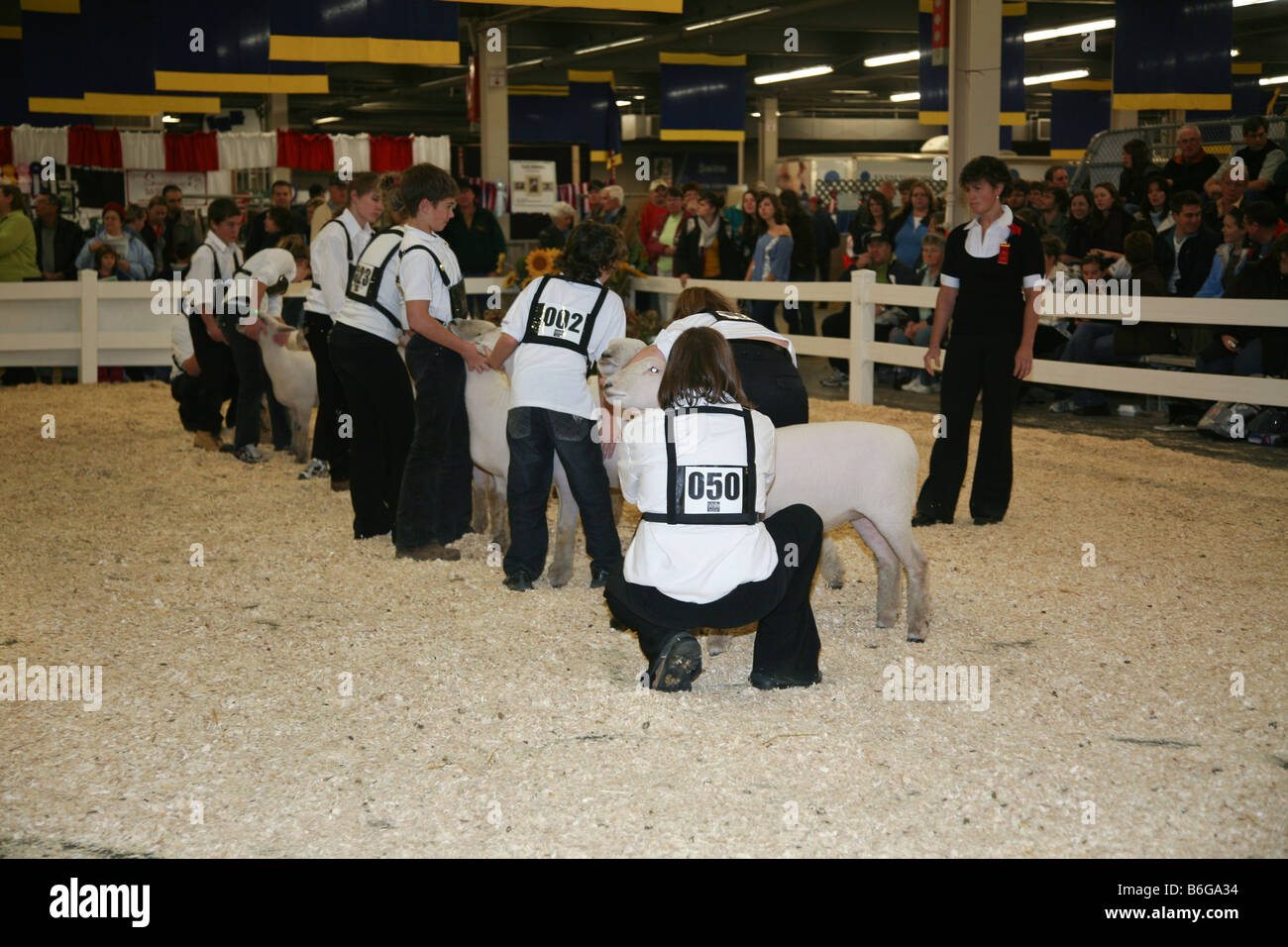 Sheep Competition and Judging at a Agricultural Winter Fair Stock Photo ...