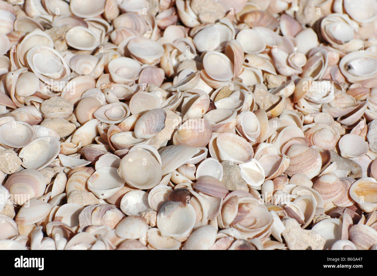 Mediterranean seashells hi-res stock photography and images - Alamy
