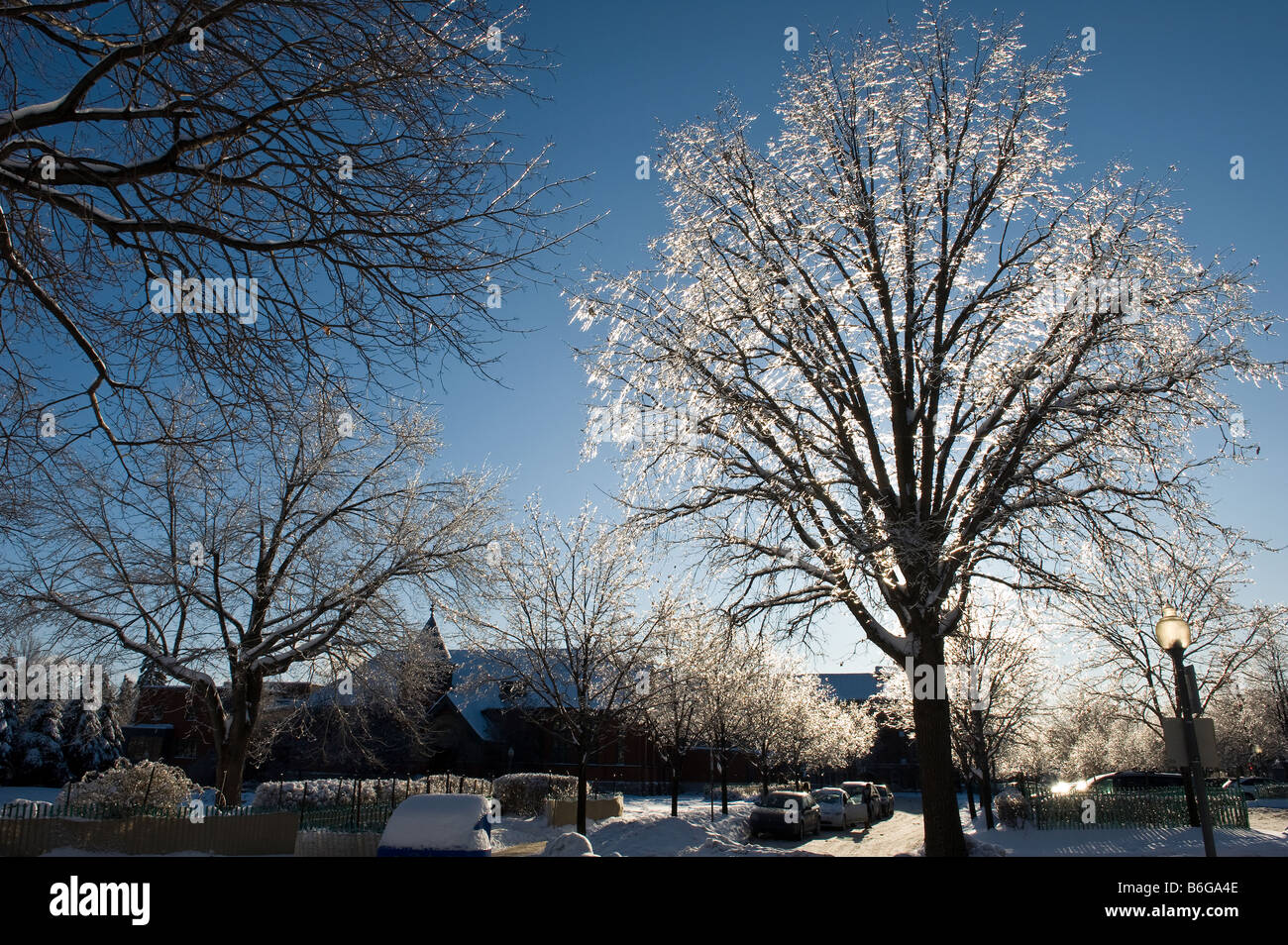 Sun shining through ice laden trees Stock Photo - Alamy