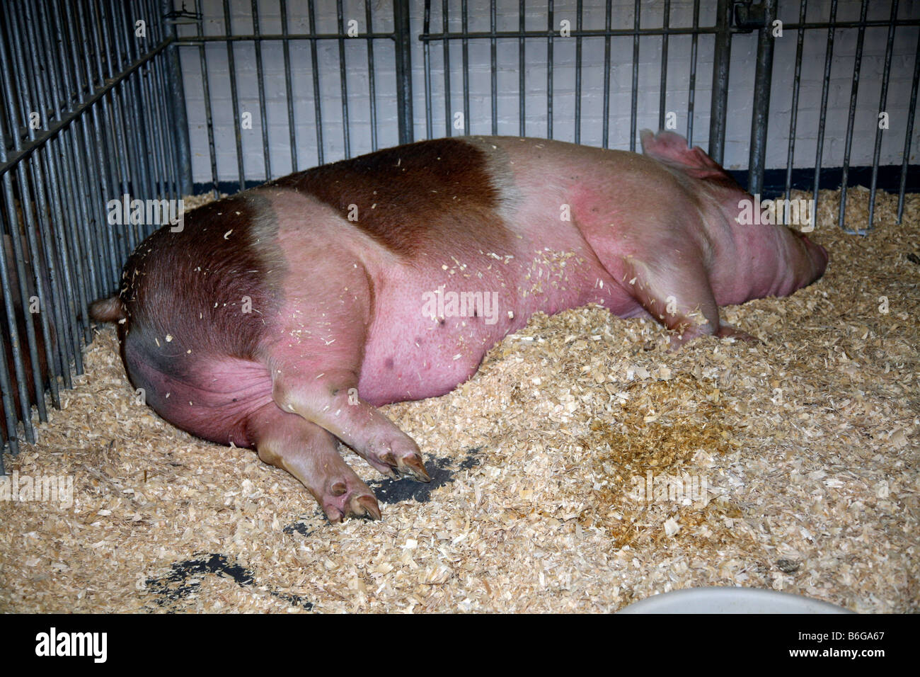 Pig farm pens hi-res stock photography and images - Alamy