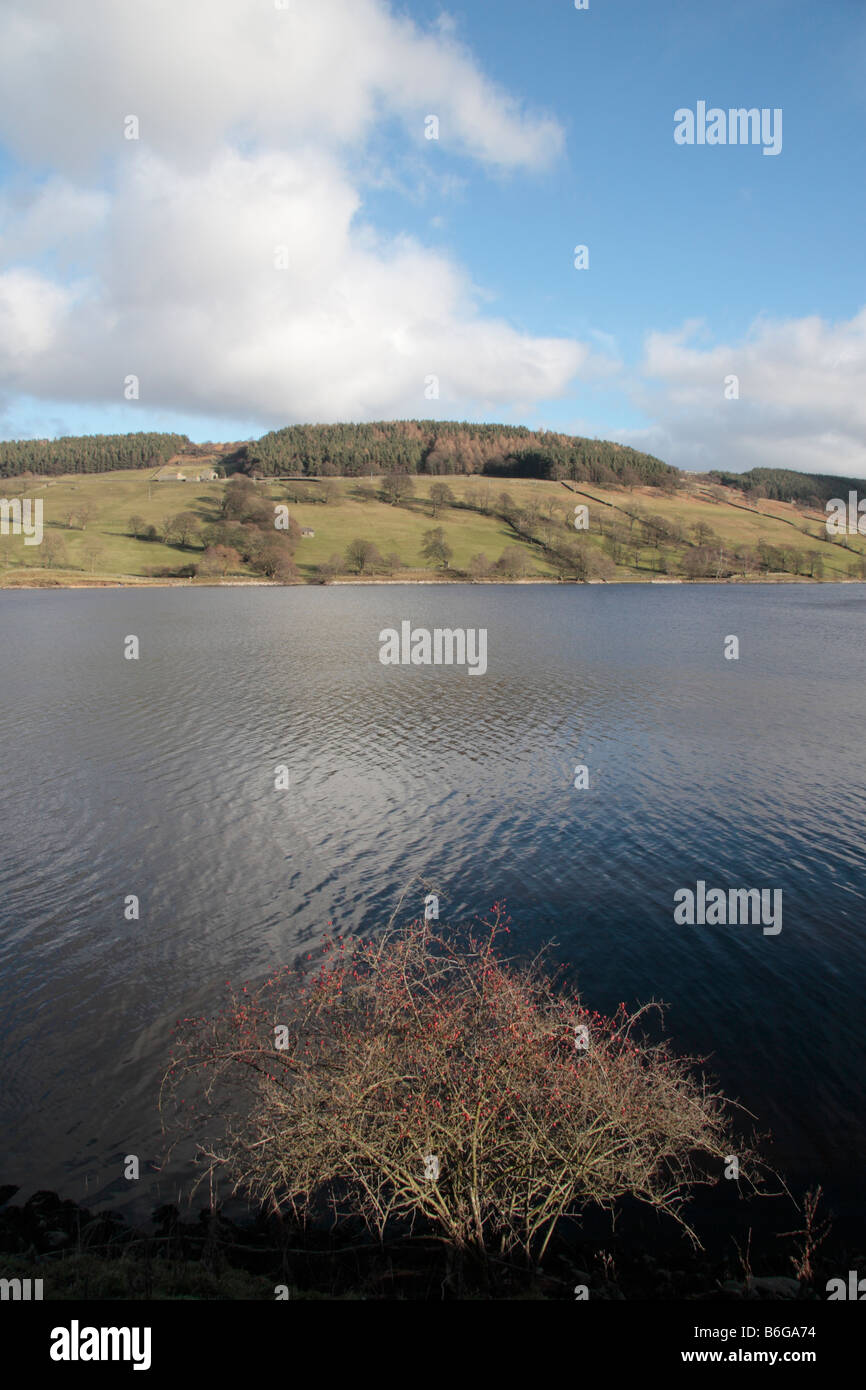 Rowan tree on the banks of Gouthwaite reservoir Nidderdale Yorkshire ...