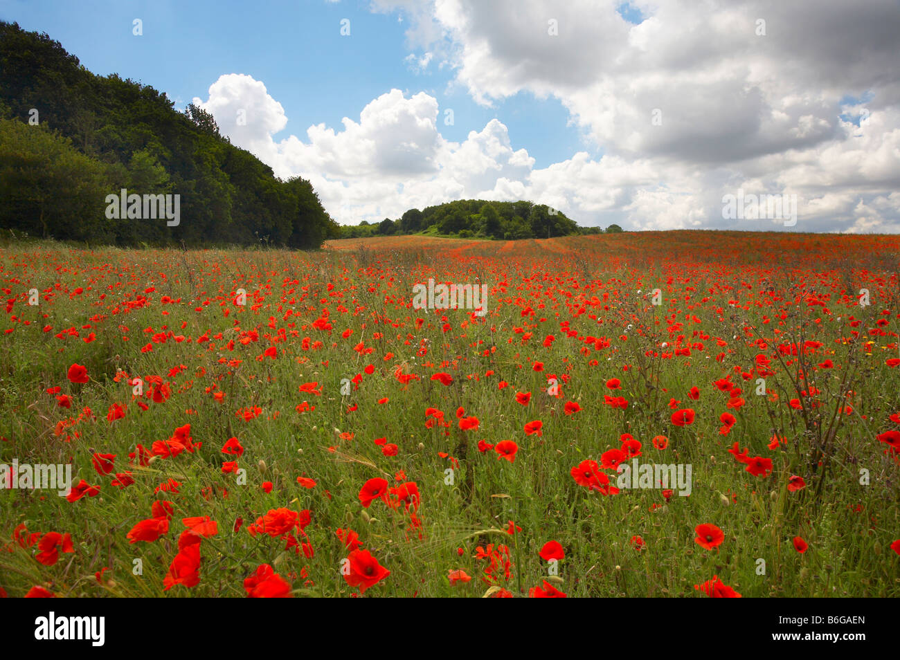 Wild Norfolk Poppy Field on the North Norfolk Coast Stock Photo - Alamy