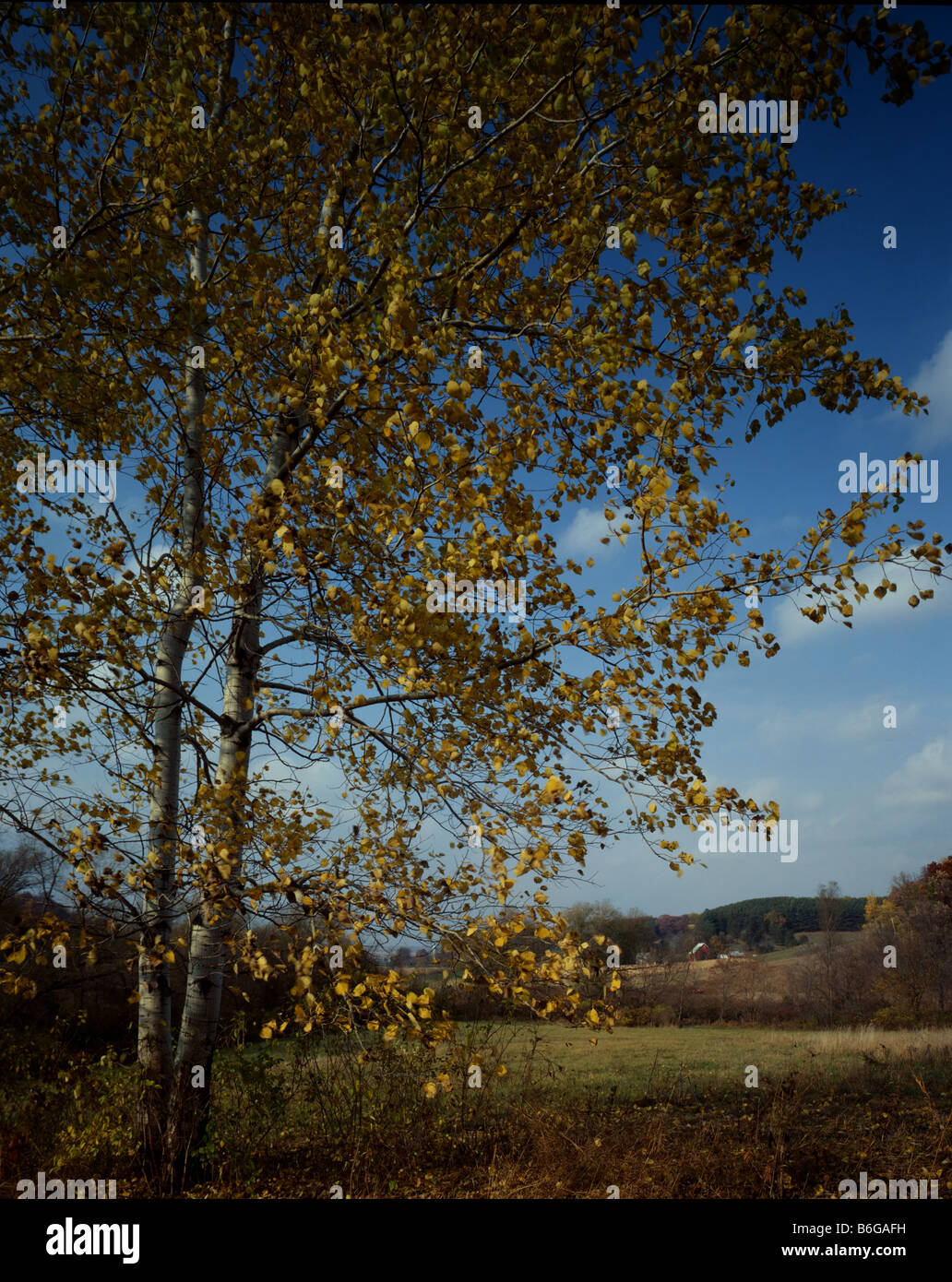 Birch Tree with Scenic Farm Stock Photo - Alamy