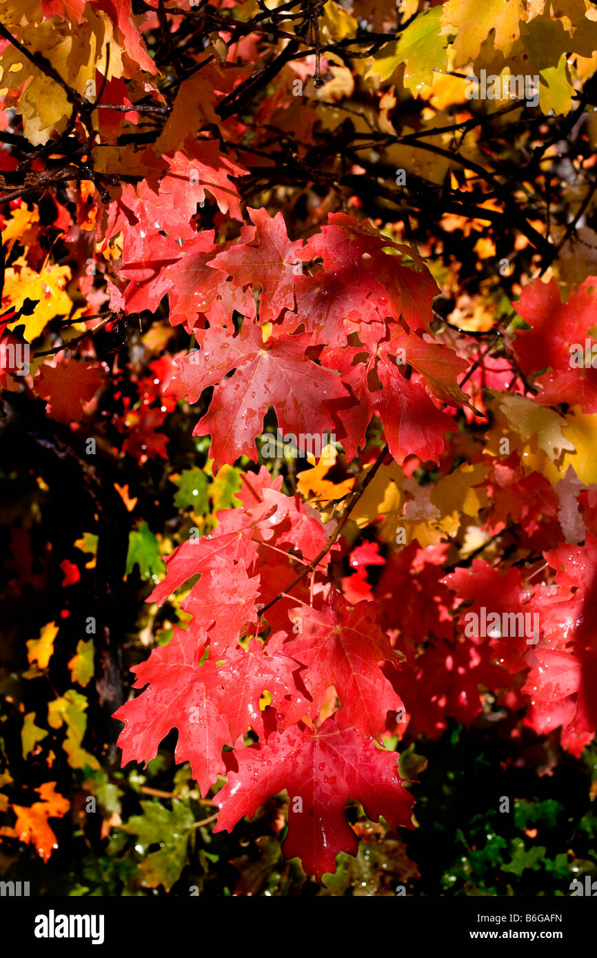 Big toothed maple in fall colors wet with melting snow on a sunny fall ...