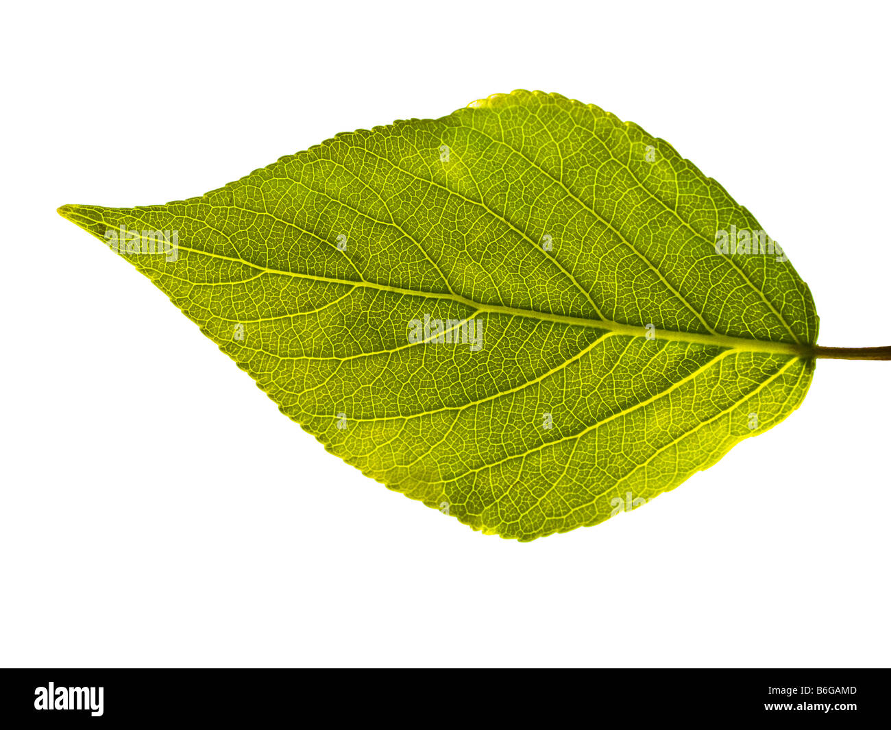 Tree veins Cut Out Stock Images & Pictures - Alamy