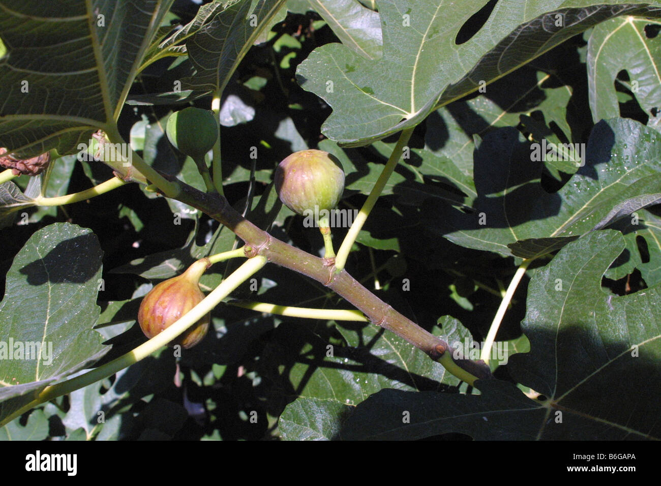 Fig on branch in fig tree. horizontal. 9864-Figues Ficus carica fruits ...