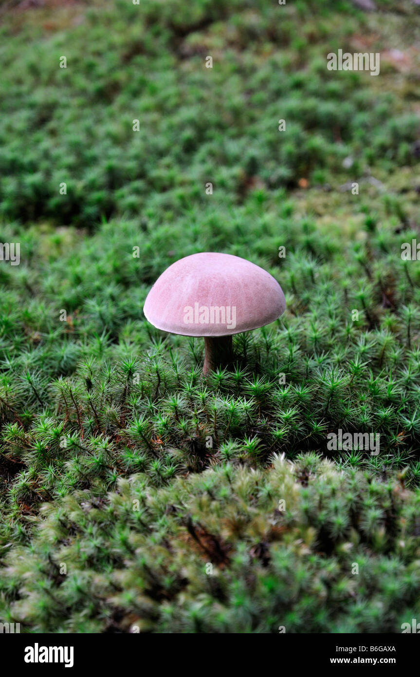 Boletellus elatus fungus in Japanese Garden, Hiroshima, Japan Stock ...