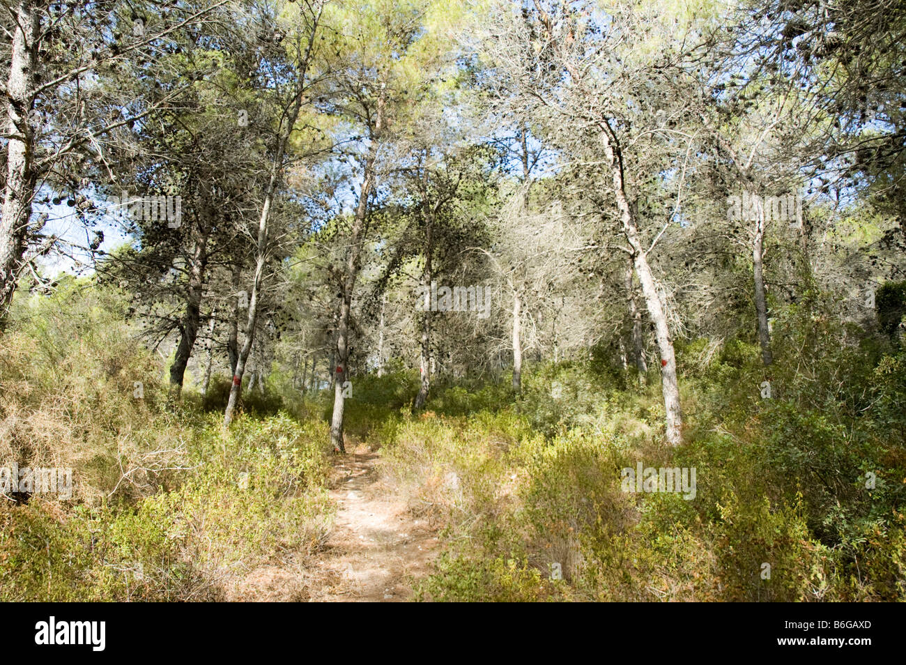 Israel Carmel Pine tree forest Stock Photo - Alamy