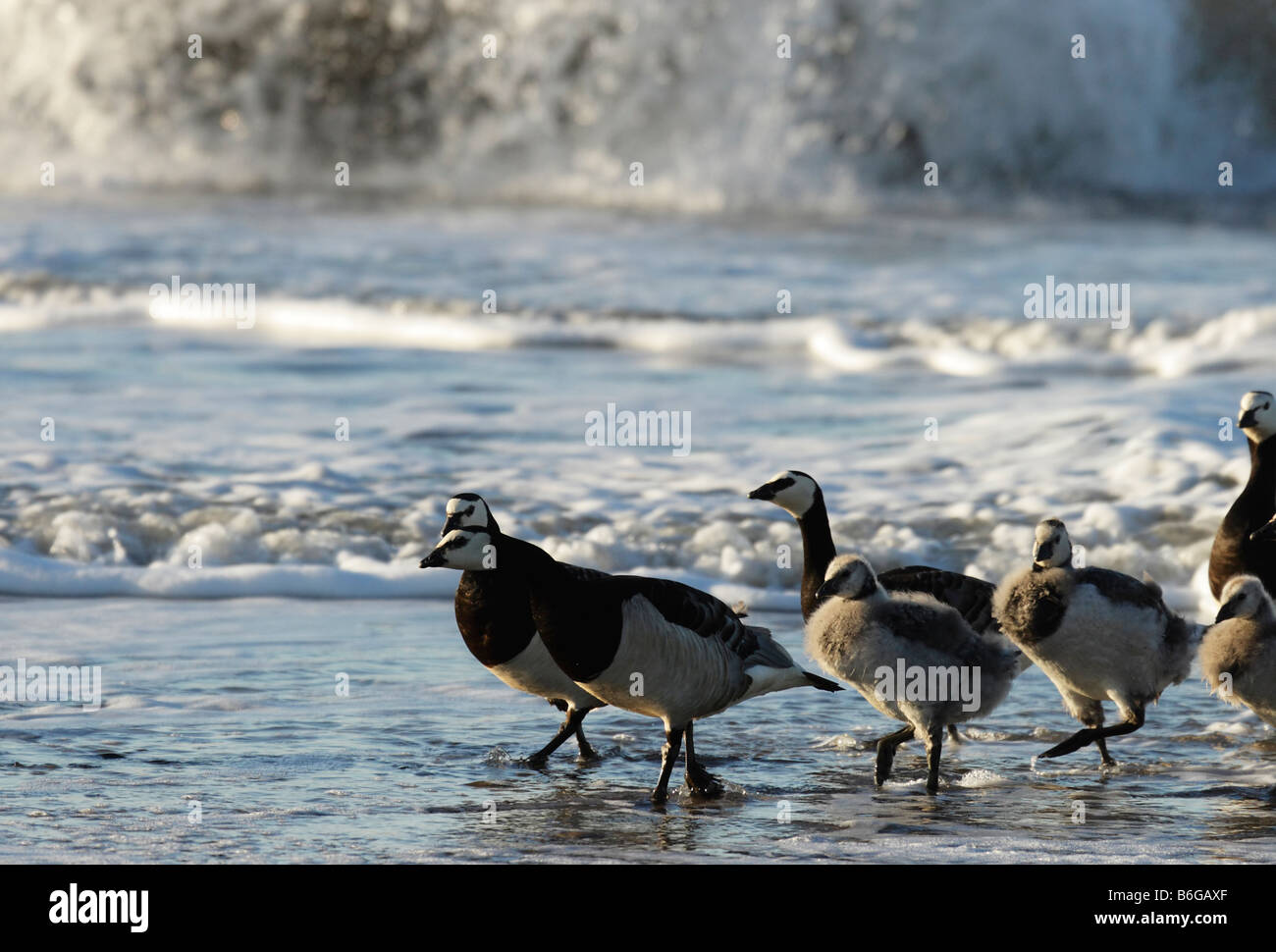 Barnacle goose hi-res stock photography and images - Alamy