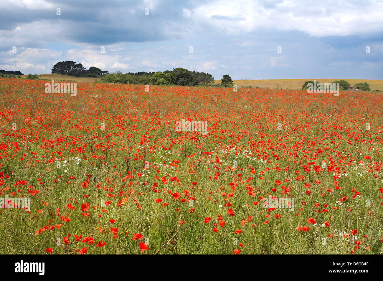 Dramatic poppy hi-res stock photography and images - Alamy