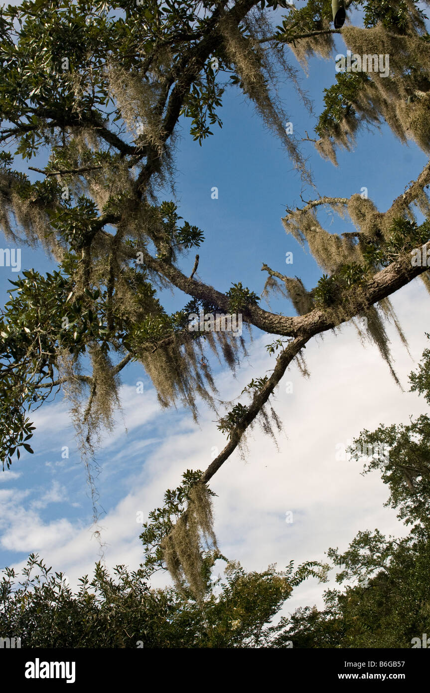 Spanish moss hanging from tree Stock Photo - Alamy