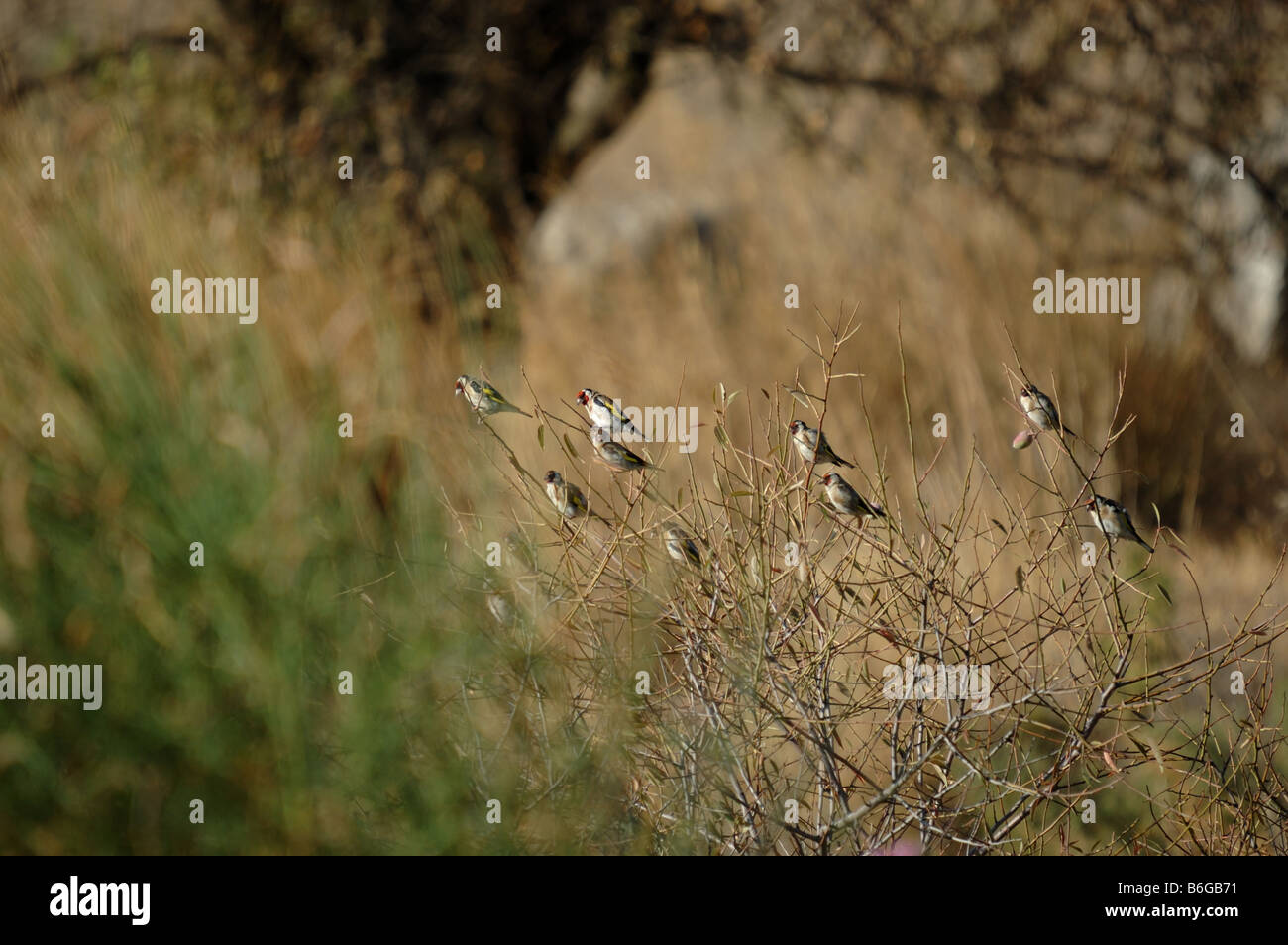 A group of birds Stock Photo - Alamy
