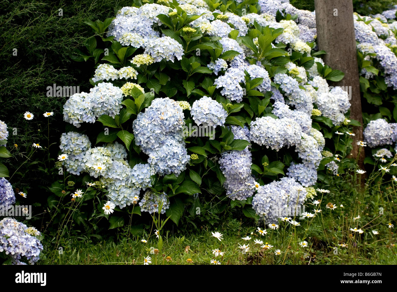 Hydrangeas in bloom Stock Photo - Alamy