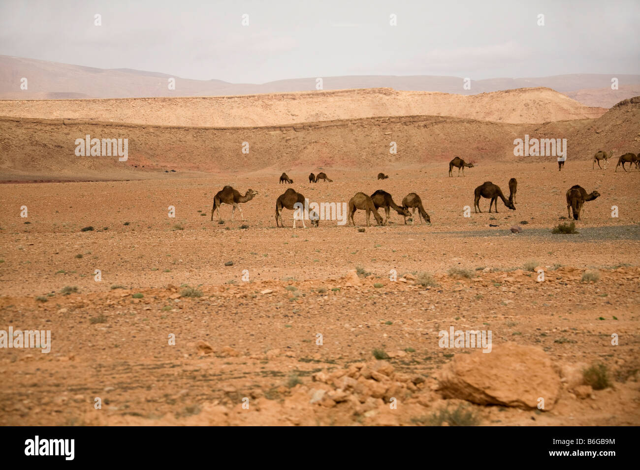 Moroccan Touaregs and camel herd in Atlas mountain near Ouarzazate ...