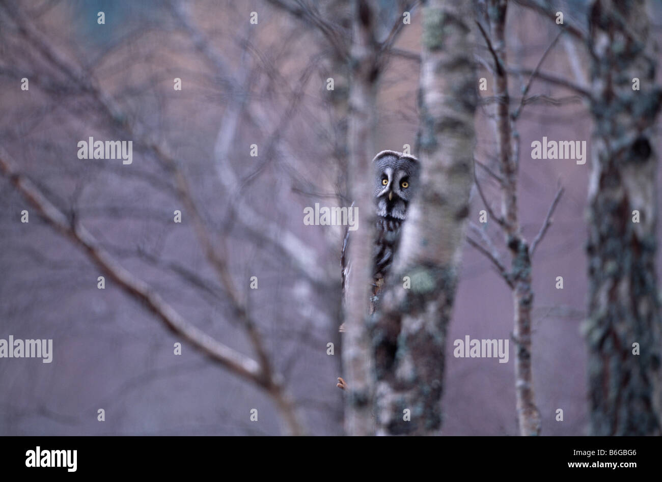 Great Grey Owl peering through silver birch trees Stock Photo - Alamy
