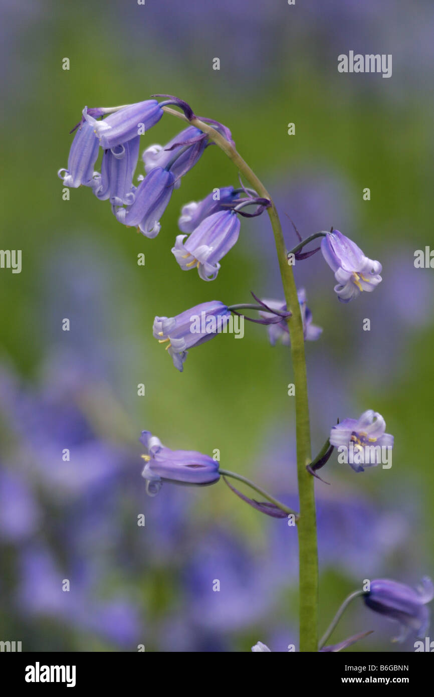 Bluebells Endymion non scriptus single flower growing in woodland Taken ...