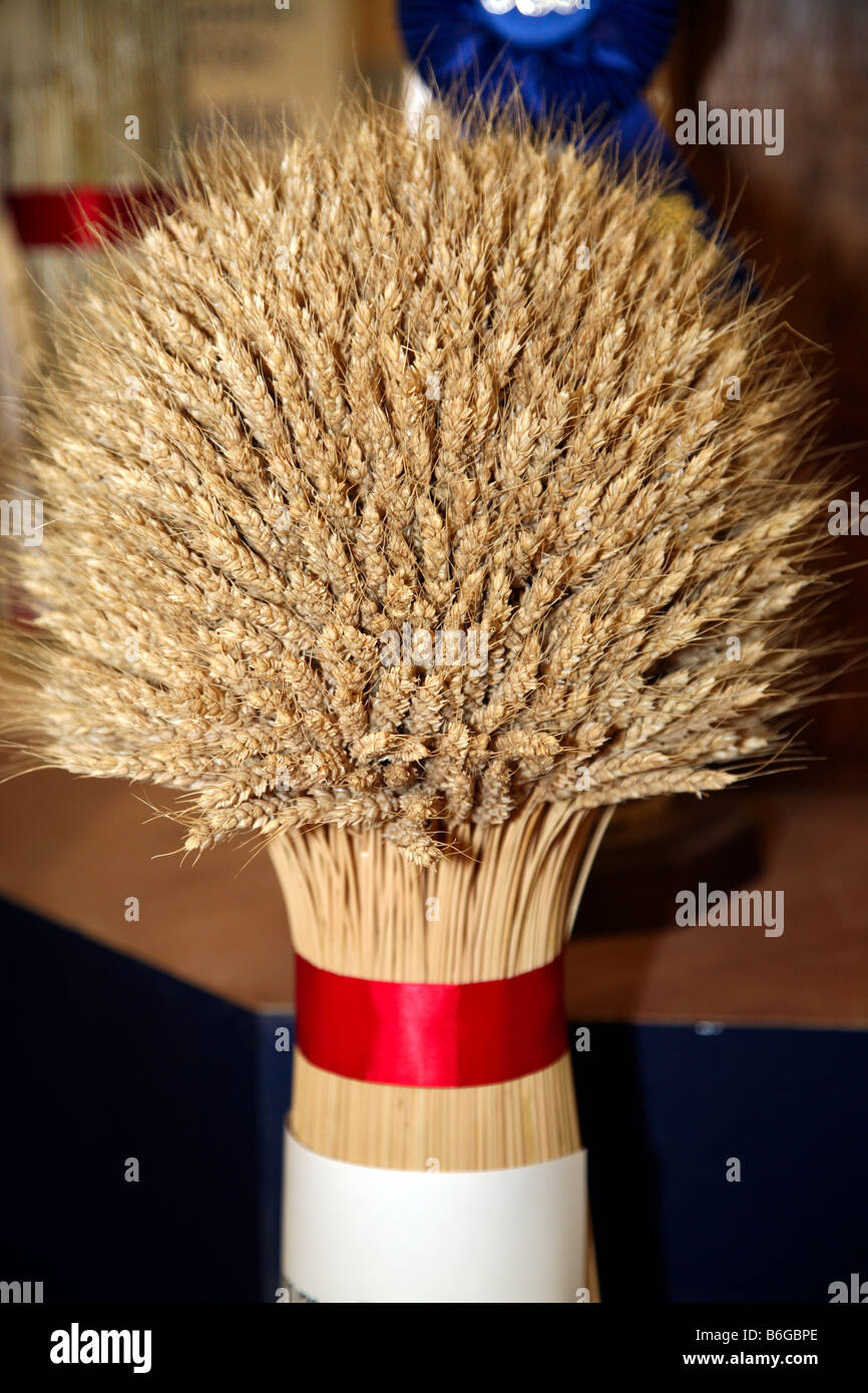 Award winning grain;Wheat and oats on display at Agricultural Winter ...