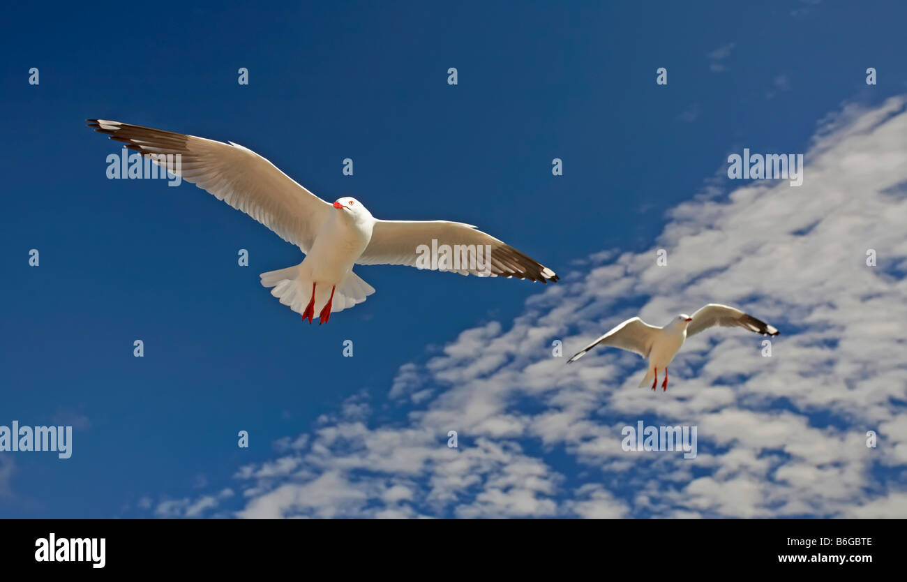 Flying flight of seagulls hi-res stock photography and images - Alamy