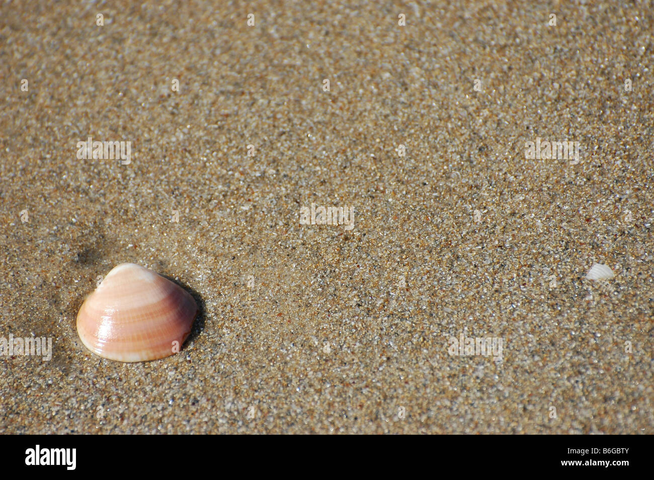 Mediterranean seashells hi-res stock photography and images - Alamy