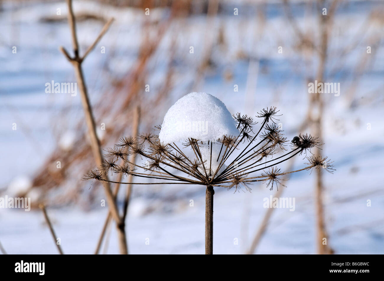 Umbrella cap hi-res stock photography and images - Alamy