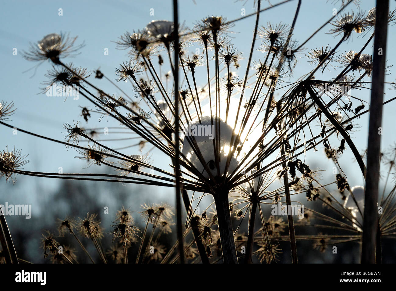 Dried umbrella plant with snow cap above on the blu sky and the sun ...