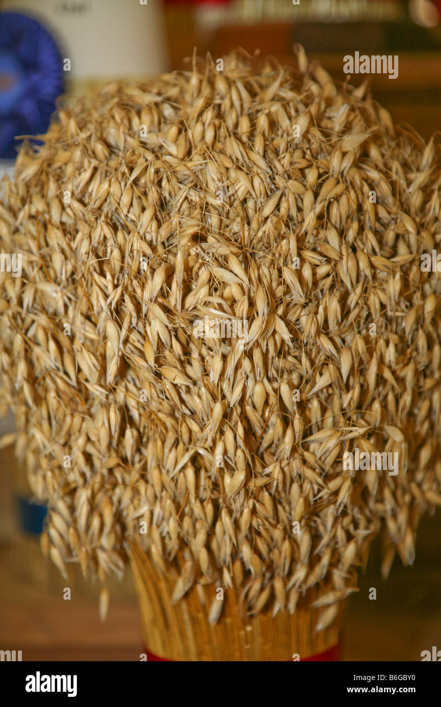 Wheat on display at Agricultural Winter Fair Stock Photo - Alamy