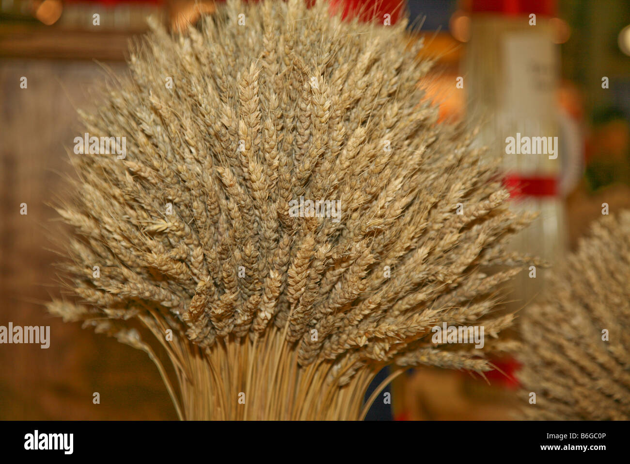 Wheat on display at Agricultural Winter Fair Stock Photo - Alamy