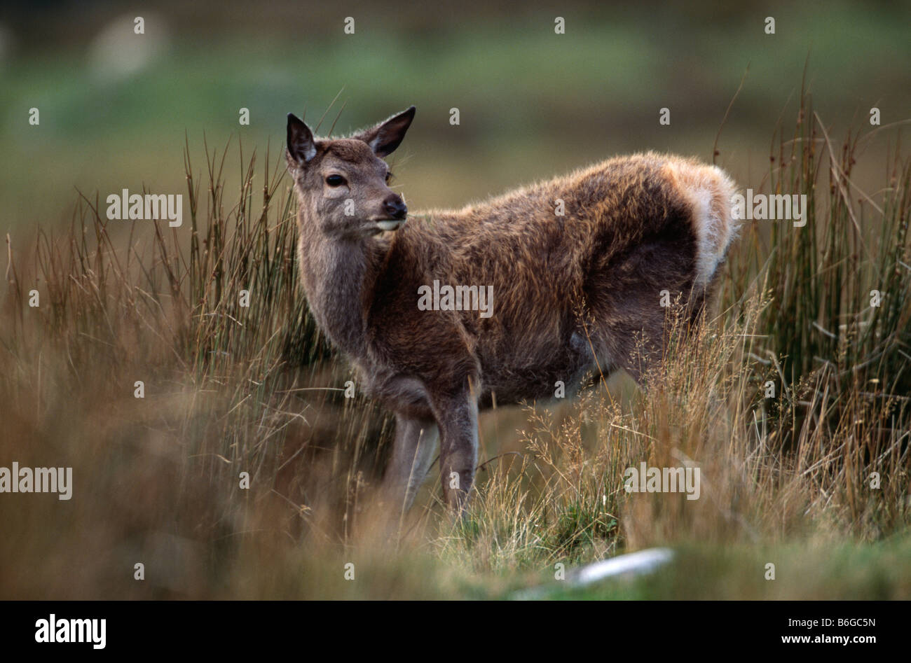 Portrait juvenile red deer hi-res stock photography and images - Alamy