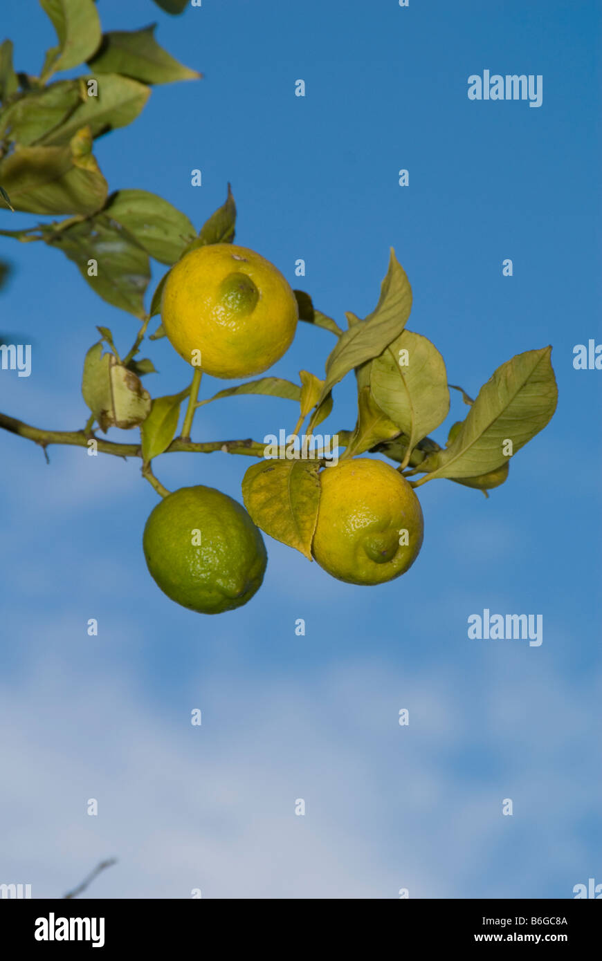 Lemon tree branch against a blue sky background Stock Photo - Alamy