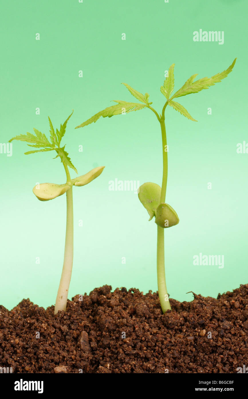 Grow plant stages hi-res stock photography and images - Alamy